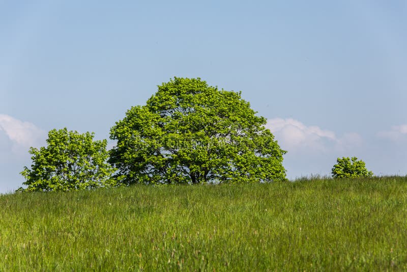 Trees top - wide stock image. Image of green, naturistic - 21525