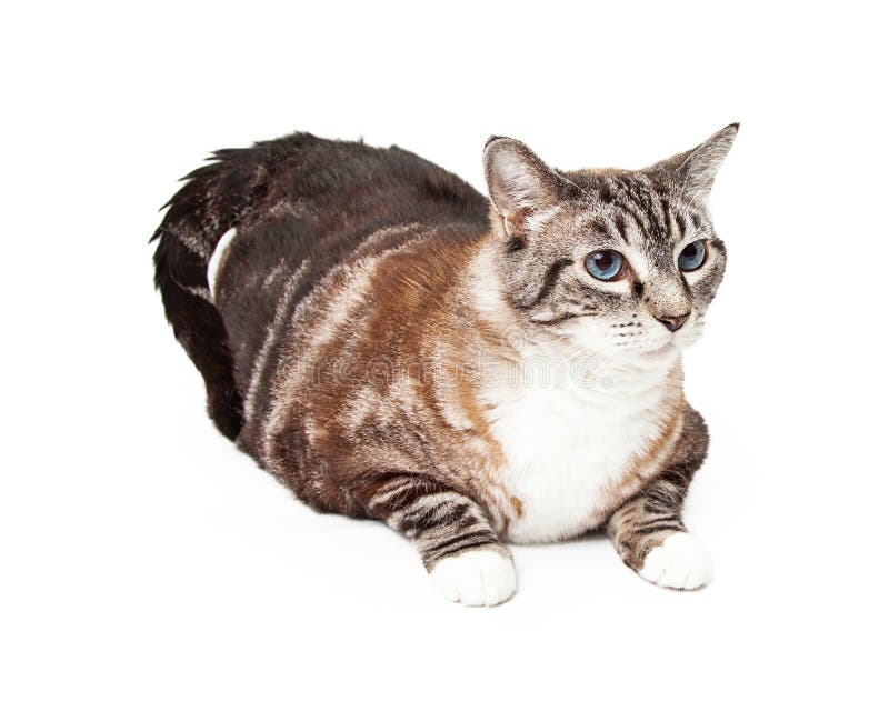 Large Tri-Colored Tabby Cat Laying Stock Photo - Image of empty, shot ...