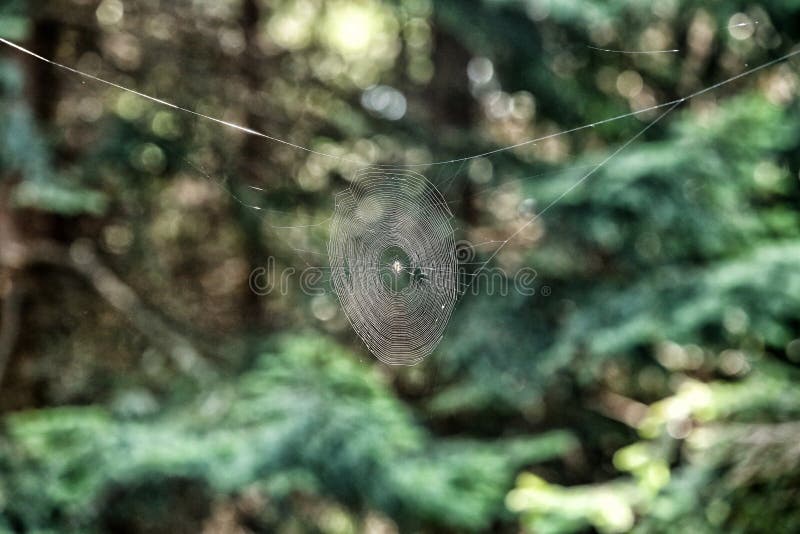 Large Spider Web between Trees Stock Image - Image of macro, spider ...