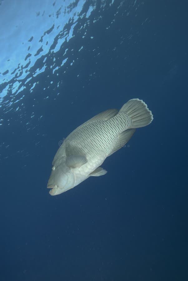 Large Tropical Fish in Blue Water. Stock Image - Image of underwater ...