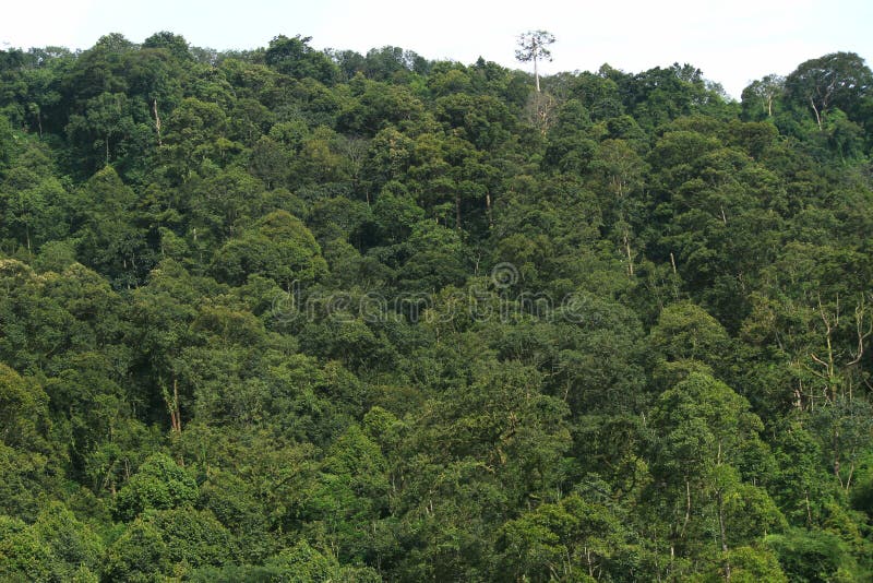 The large tropical forest stock photo. Image of horizon - 206186494