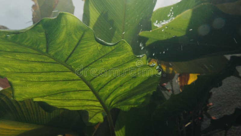 Tropical Leaf Dripping Water Under Sunlight Stock Video - Video of ...
