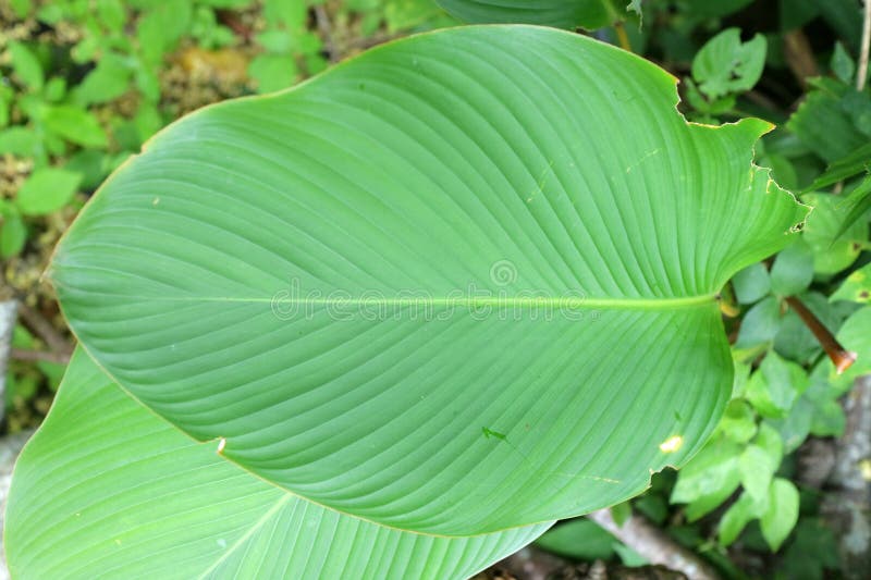 Large Tropical Leaf with Prominent Parallel Veins Stock Photo - Image ...