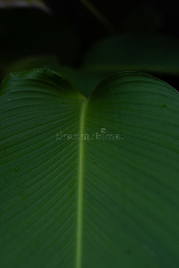 Large Tropical Leaf Close-up Pattern Stock Photo - Image of abstract ...