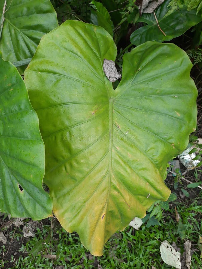 Large Tropical Plants stock image. Image of plants, green - 200393125