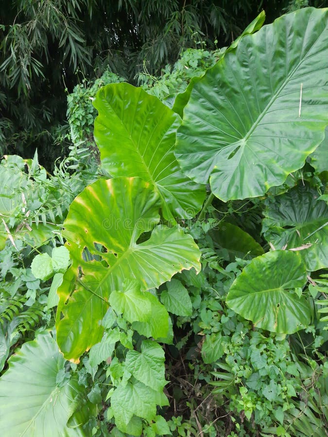 Large Tropical Plants stock photo. Image of deciduous - 200393294