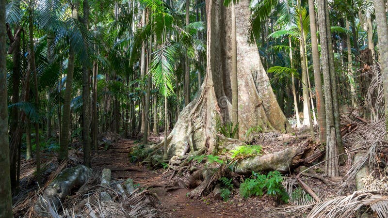 Large Tropical Rainforest Tree Trunk Walking Track and Palm Trees Wide ...