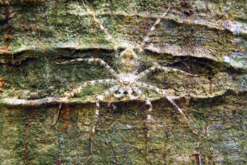 Large tropical spider. stock image. Image of forest, fear - 38816905