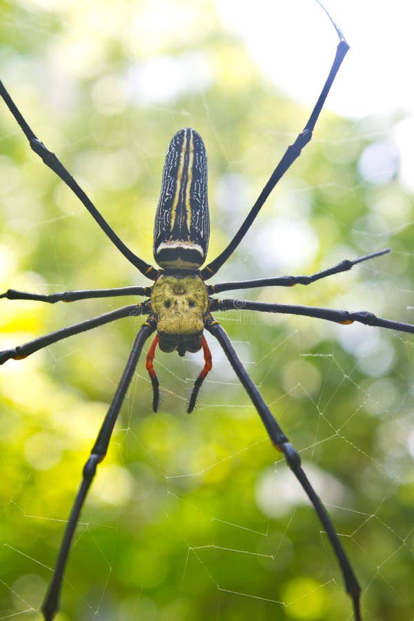Large Tropical Spider - Nephila (golden Orb) Stock Image - Image of ...