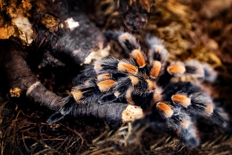Large Tropical Tarantula Spider with Fluffy Paws in Terrarium Stock ...