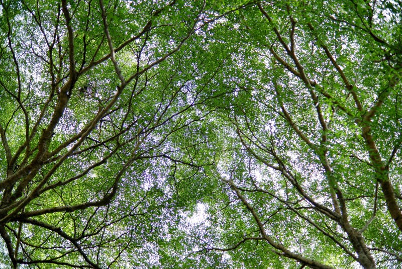 A Large Tropical Trees with Leaves Branches Top View with Green Leaf ...