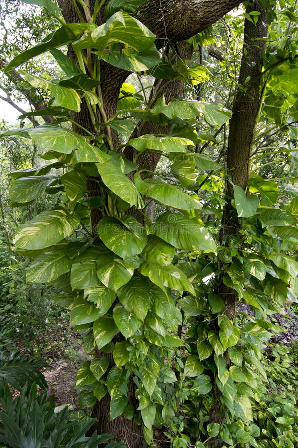 Large tropical vines stock photo. Image of large, vines - 99970426