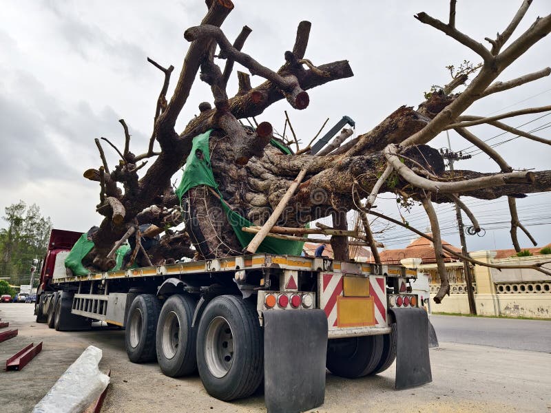 A Large Truck is Transporting an Oversized Tree on Its Flatbed Stock ...