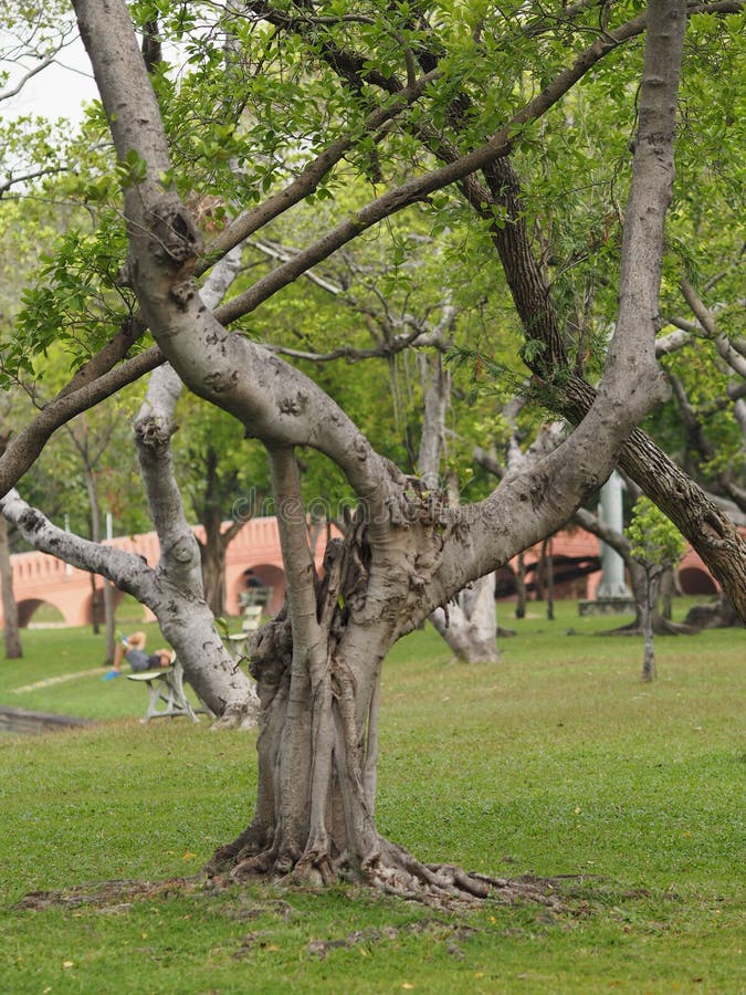 Large Trunk Big Tree Bark Rough Texture Stock Image - Image of large ...