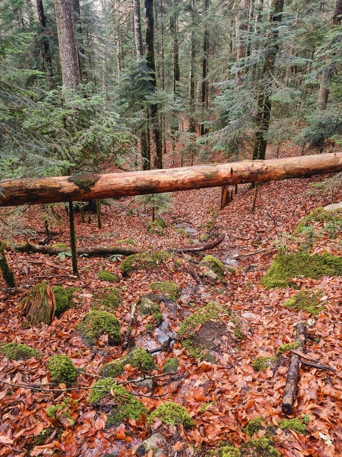 A Large Trunk of a Broken Tree after a Hurricane. Stock Photo - Image ...