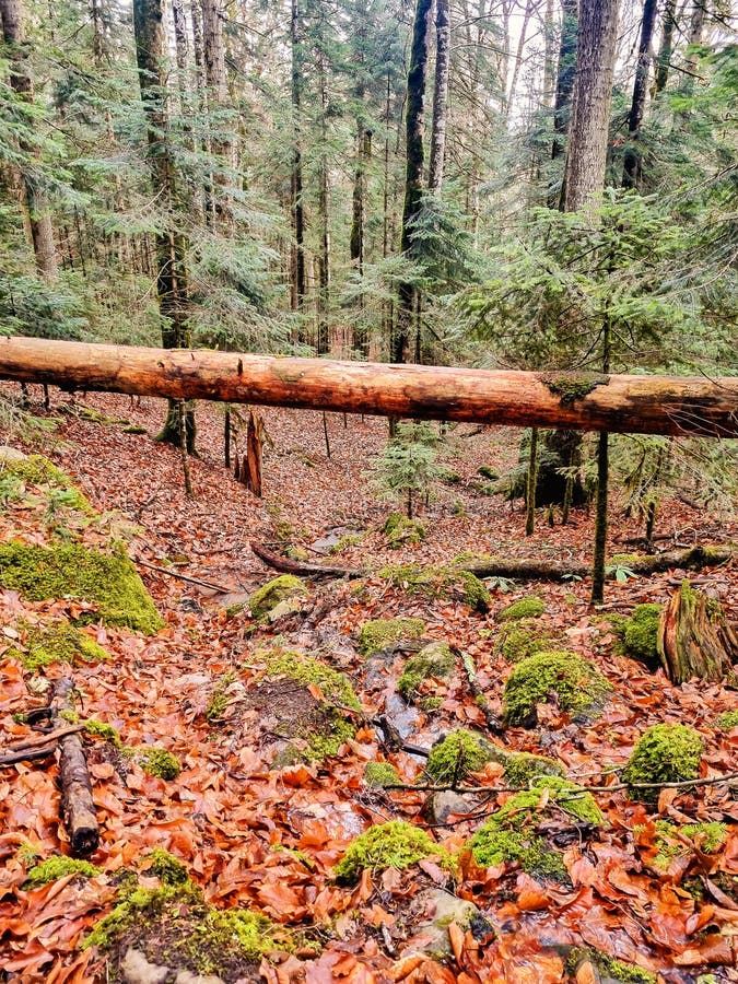 A Large Trunk of a Broken Tree after a Hurricane. Stock Image - Image ...