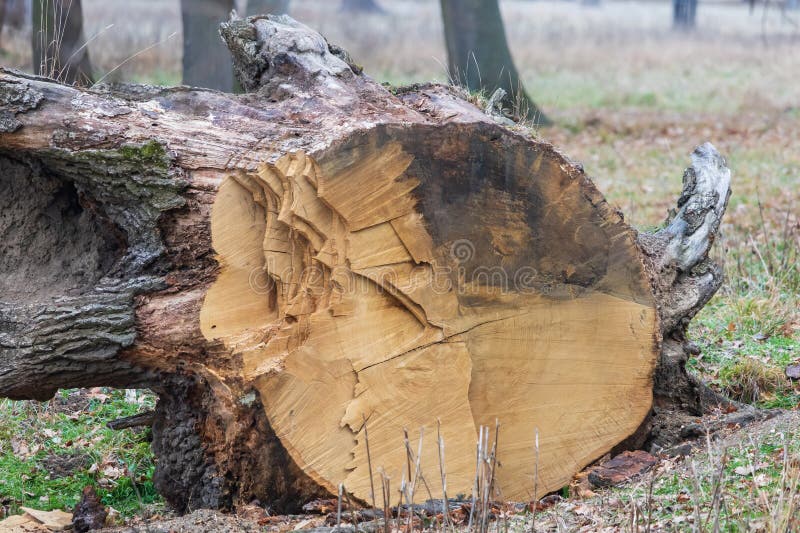 Large Trunk of a Cut Tree in the Forest Stock Photo - Image of texture ...