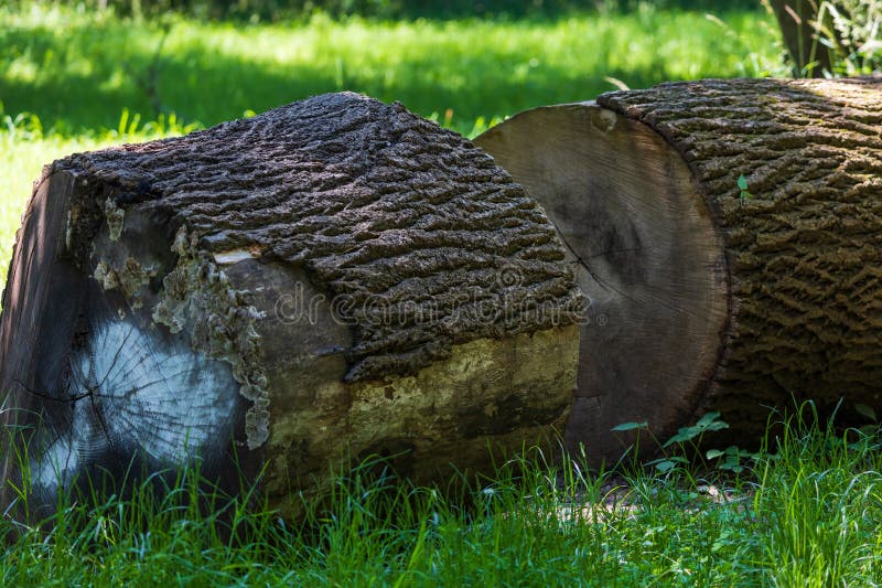 A Large Trunk of a Fallen Tree is Cut into Meters Stock Image - Image ...
