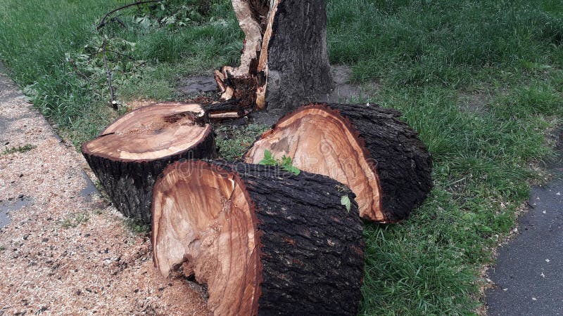 A Large Trunk of a Fallen Tree is Cut into Stumps Stock Image - Image ...