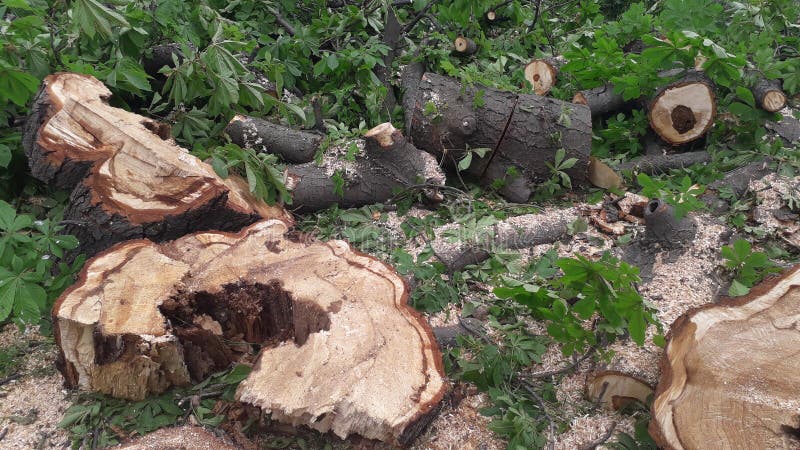 A Large Trunk of a Fallen Tree is Cut into Stumps Stock Photo - Image ...