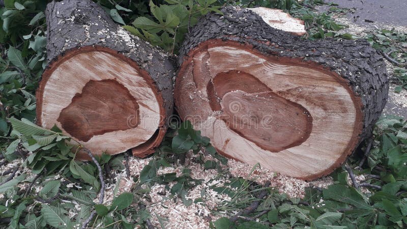 A Large Trunk of a Fallen Tree is Cut into Stumps Stock Image - Image ...