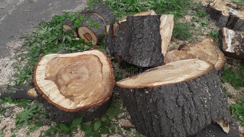A Large Trunk of a Fallen Tree is Cut into Stumps Stock Photo - Image ...