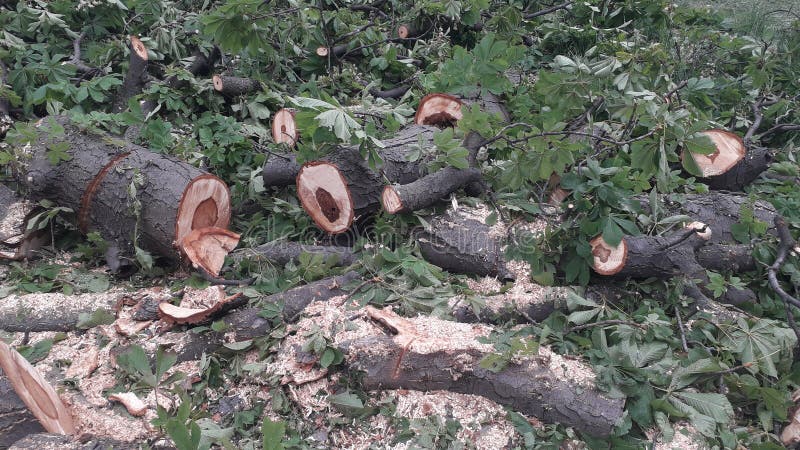 A Large Trunk of a Fallen Tree is Cut into Stumps Stock Image - Image ...
