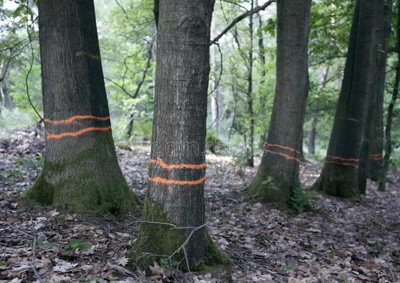 Large Trunks of Beech Trees with Orange Rings in Dutch Forest Stock ...
