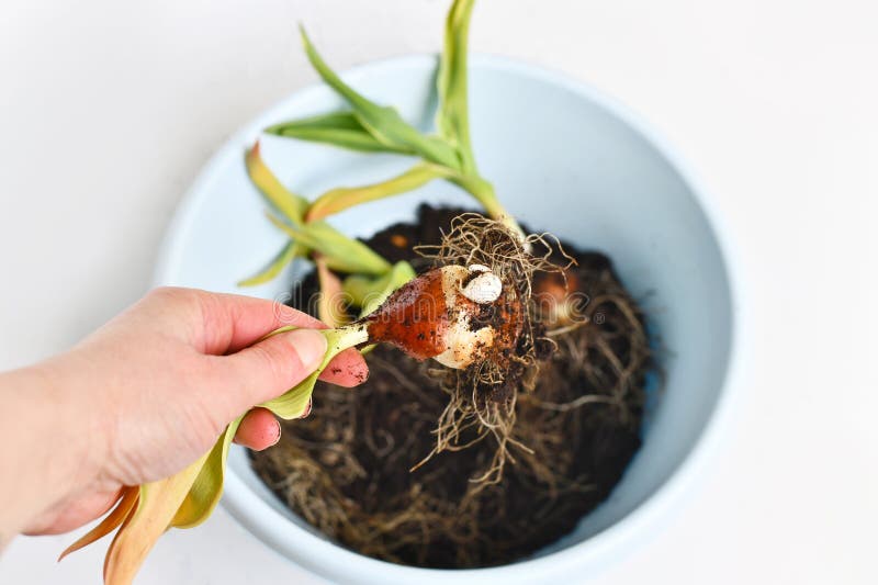 Large Tulip Flower Bulbs with Small Offset Bulbs Stock Photo - Image of ...