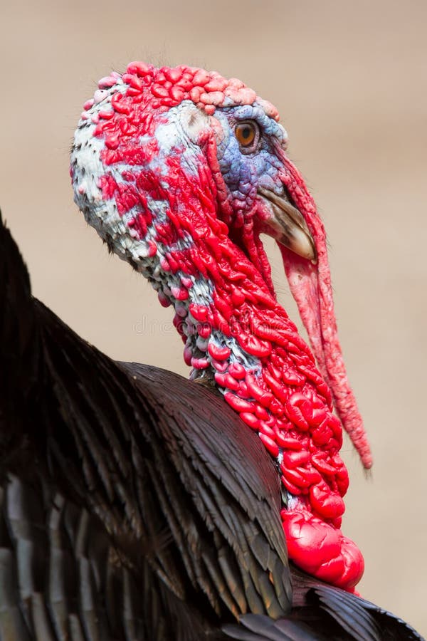 Wild Turkey Portrait stock image. Image of male, forest - 1046603