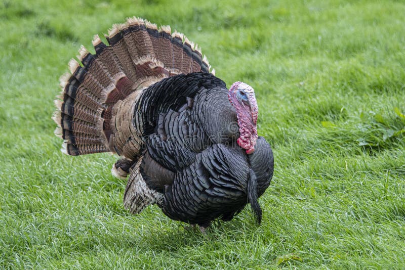 Turkey on grass stock photo. Image of domesticated, prairie - 21727190