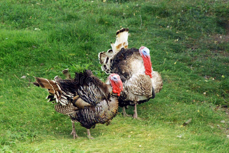 A large turkey stock photo. Image of environment, habitat - 24865074