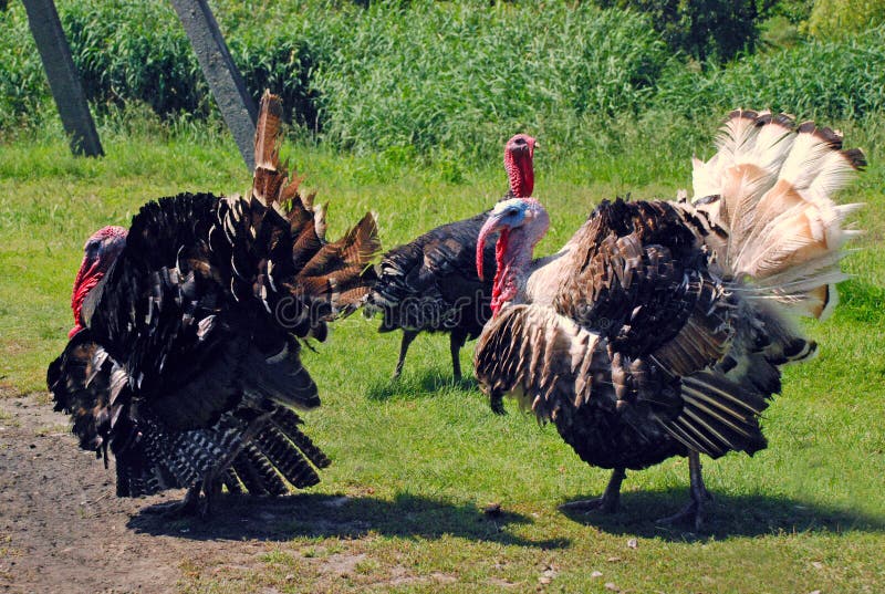 A large turkey stock photo. Image of environment, habitat - 24865074