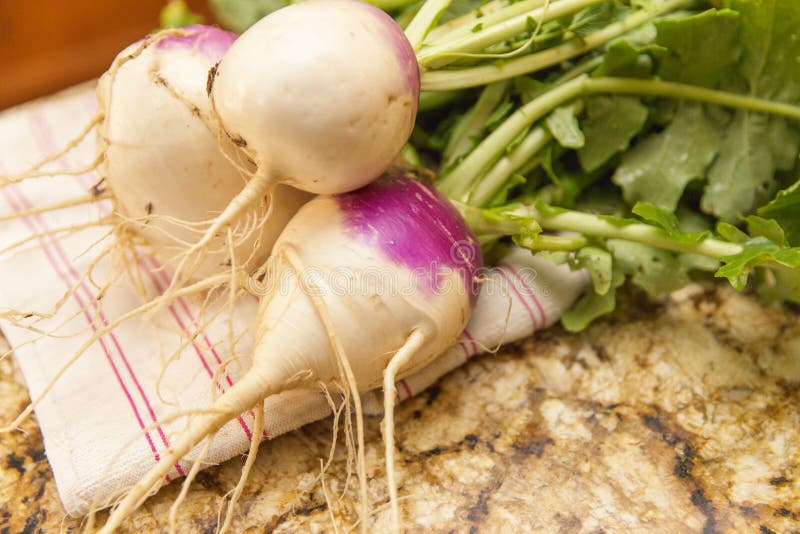 Large Turnips Grown at Home, Homegrown Turnips Stock Photo - Image of ...