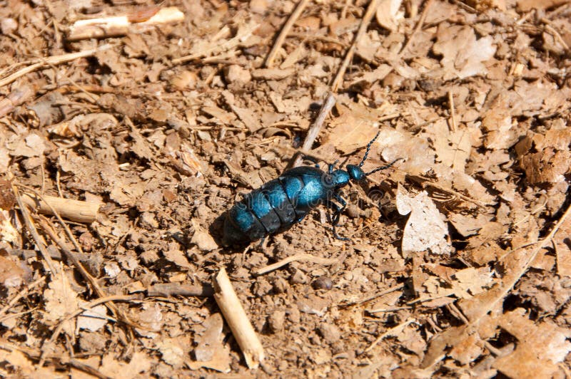 Large Turquoise Beetle, Bug Stock Image - Image of design ...