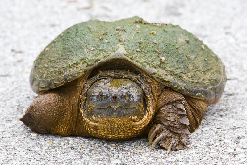 Large turtle stock image. Image of snapper, scaly, slime - 4813527