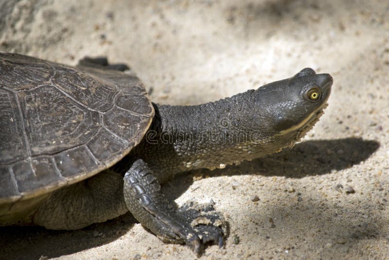 This is a large turtle stock image. Image of view, long - 142737241