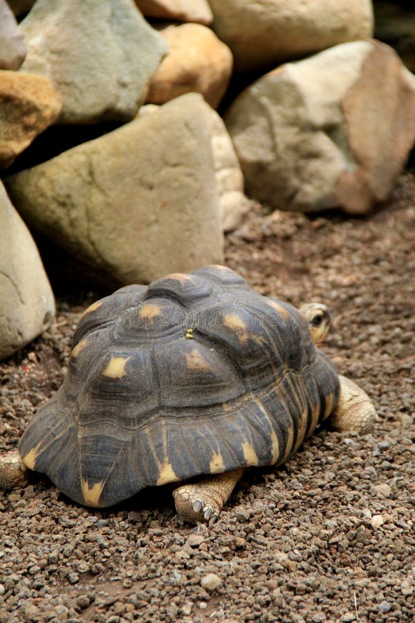 Large Turtle with Colorful Shell in Natural Habitat Stock Photo - Image ...