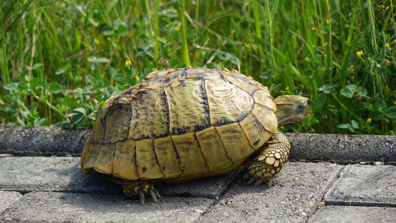Large Turtle Crossing the Pavement Street Very Slowly Stock Image ...