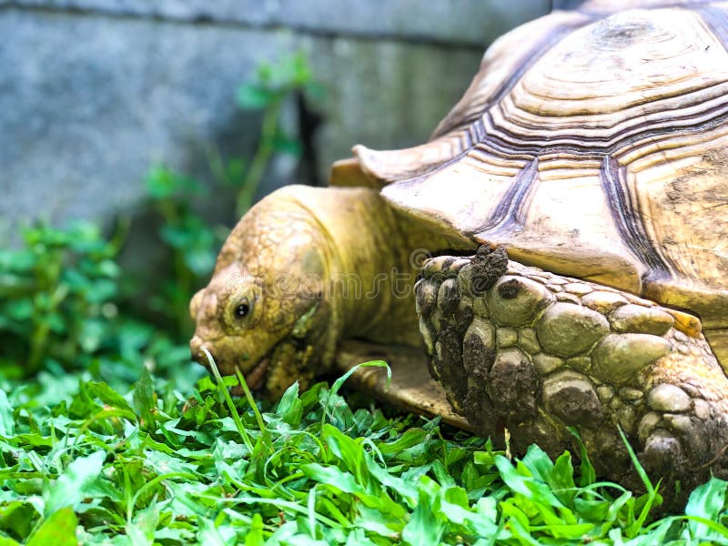 The Large Turtle Eats Grass Stock Photo - Image of swimming, backyard ...