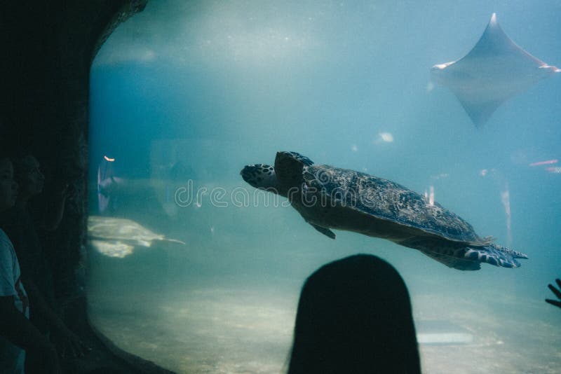 Large Turtle in a Fish Tank at an Aquapark Stock Image - Image of scuba ...