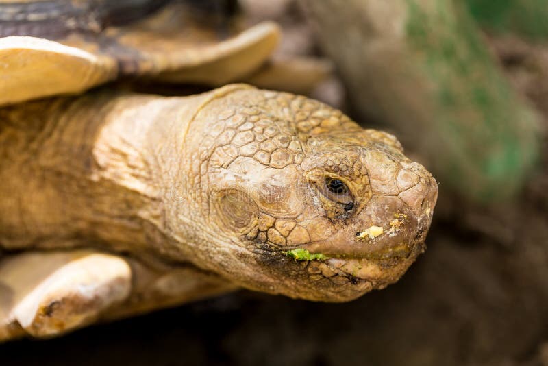 Large turtle head stock image. Image of giant, nature - 50736533