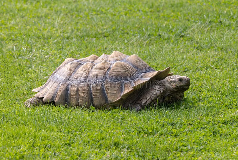 Large turtle stock photo. Image of nature, outdoors - 290657124