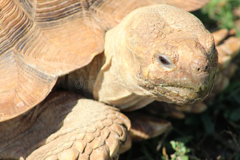 Turtle on the move stock photo. Image of slow, isolated - 16830714