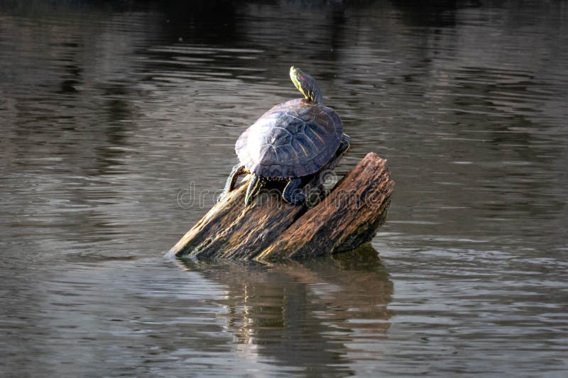 A Large Turtle Sitting on Top of a Tree Stump in Water Editorial Stock ...