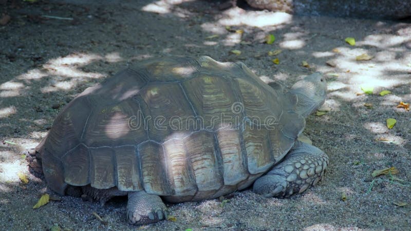 A Large Turtle Resting in the Shade in the Open Air Stock Footage ...