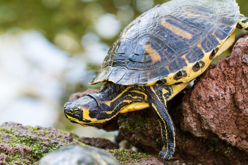 Large turtle on rocks stock image. Image of climbing - 305884571