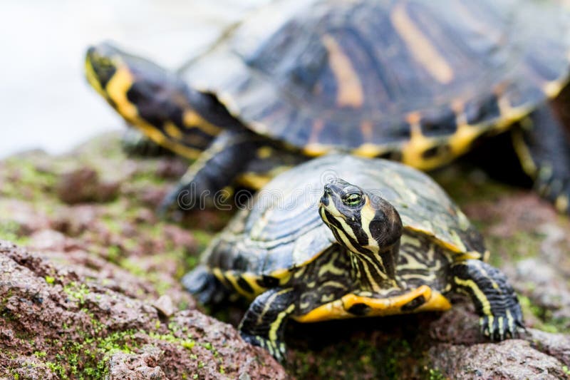 Large turtle on rocks stock image. Image of rock, amphibious - 305884579