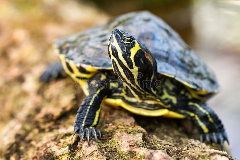 Large turtle on rocks stock image. Image of details - 305884625