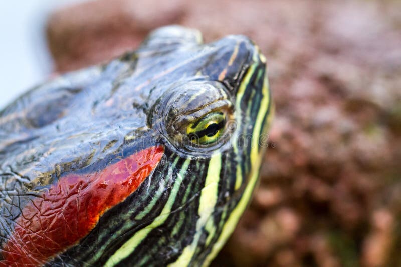 Large turtle on rocks stock image. Image of shell, animal - 68934763